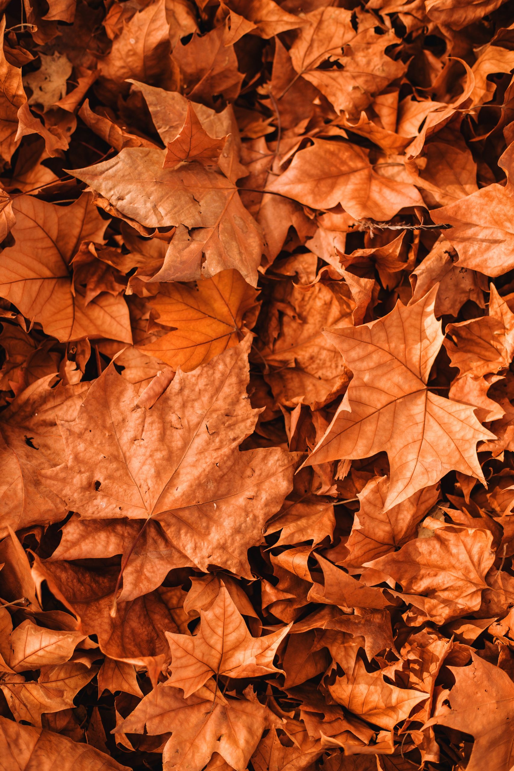What Does the 2023 Autumn Statement Mean for You? - Red Star Education Blog